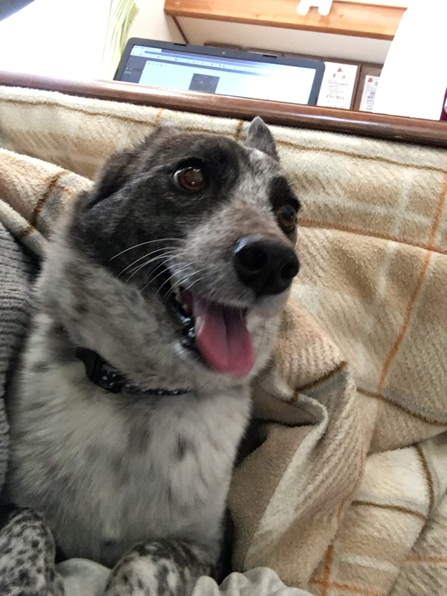 Sumeshi: cocina japonesa | Vamos a cocinar ! Cocina Japonesa en español!